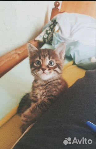 Продаются 3 милых котёнка-мальчика