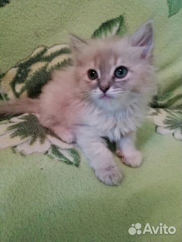 Котенок в добрые руки