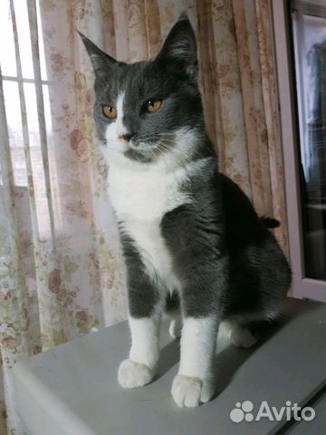 Котенок Марсель мейн-кун метис 8мес привит,кастрир