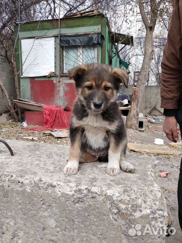 Щенята