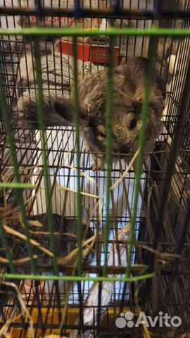 Две шиншиллы с клеткой