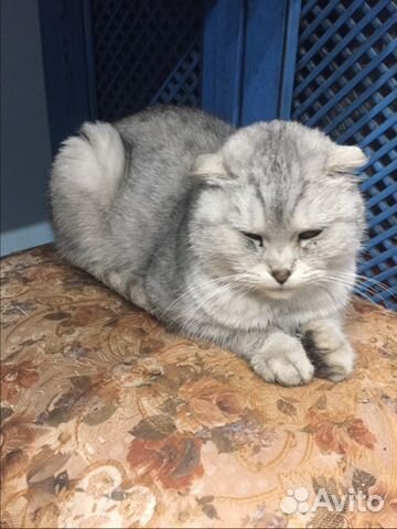 Возьмите в добрые руки кошечку