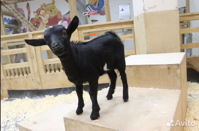 Козлик камерунец