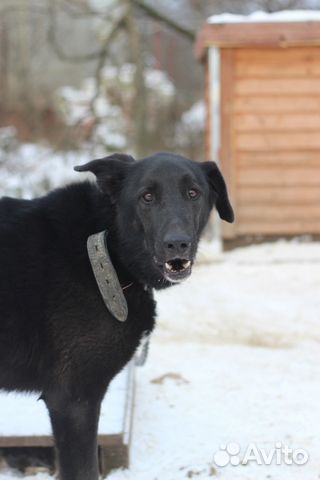 Мощная собака-охранница 70 см в холке