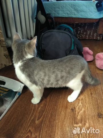 Котенок