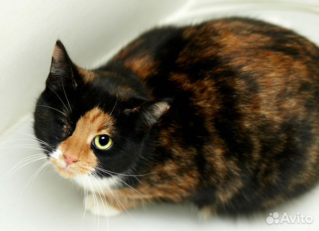 Особенная кошка ищет дом