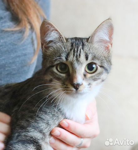 Котенок Акробатка