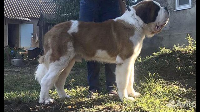 Кобели сенбернара