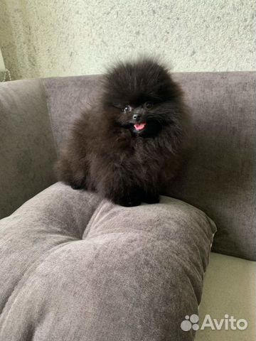 Девочка. Редкая красота в таком окрасе