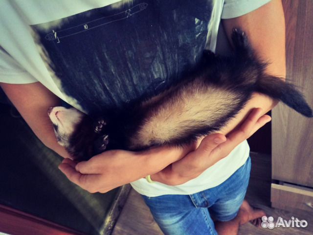 Продам Хорька (мальчик)