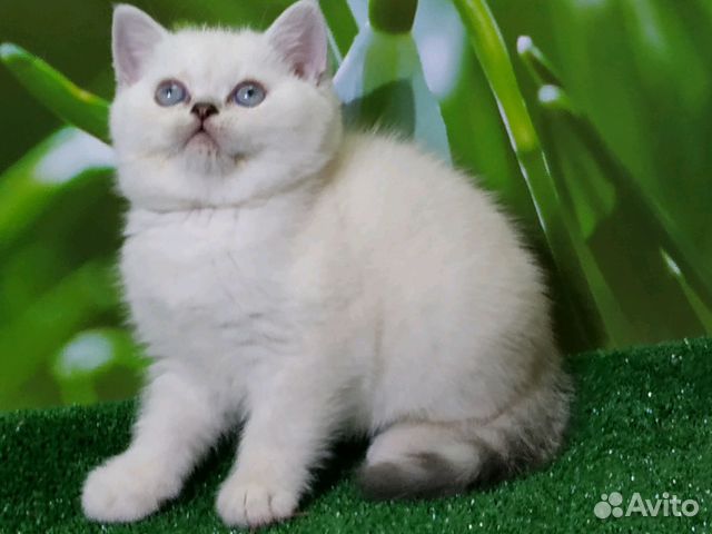 Шотландка скоттиш страйт
