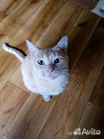 Кошка Василиса