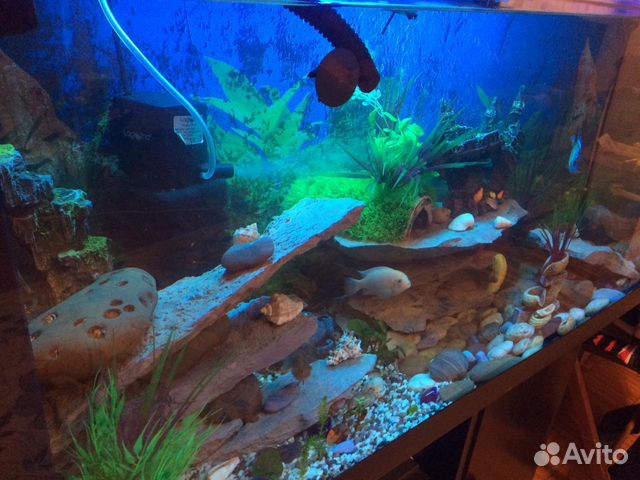 Аквариум