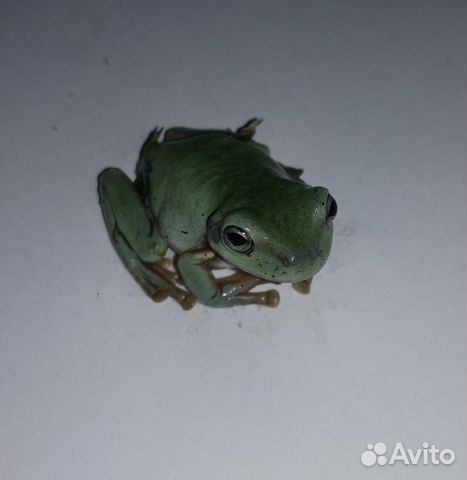 Австралийские квакши