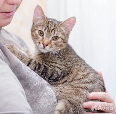 Котик в добрые руки