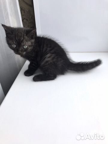 Британский котёнок