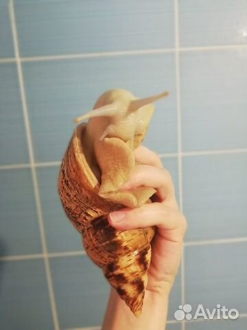 Продам улитку