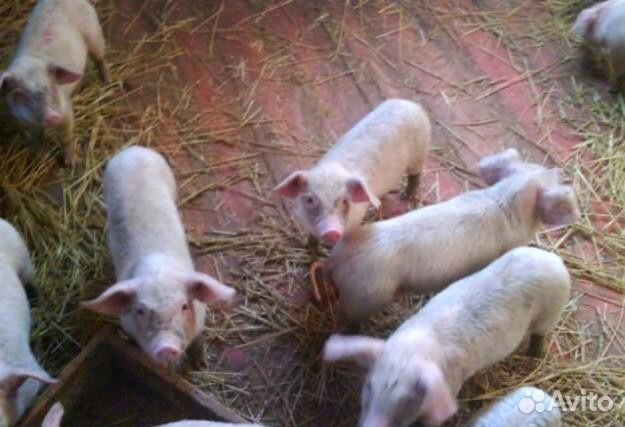 Продам поросят