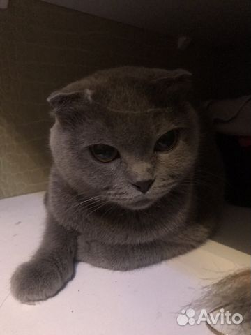 Шотландская