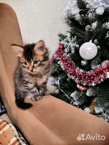 Котенок, почти 2 месяца(кошка)