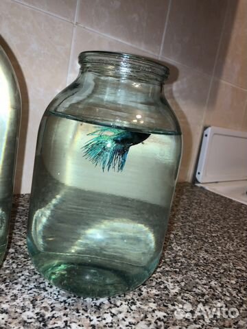 Петушки отдаю