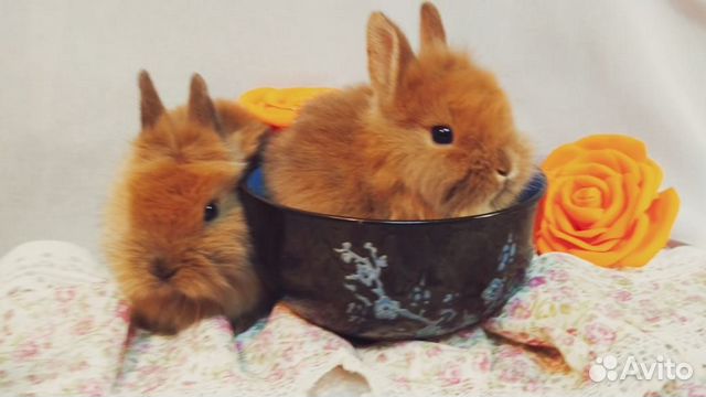 Карликовые кролики- яркие рыжики