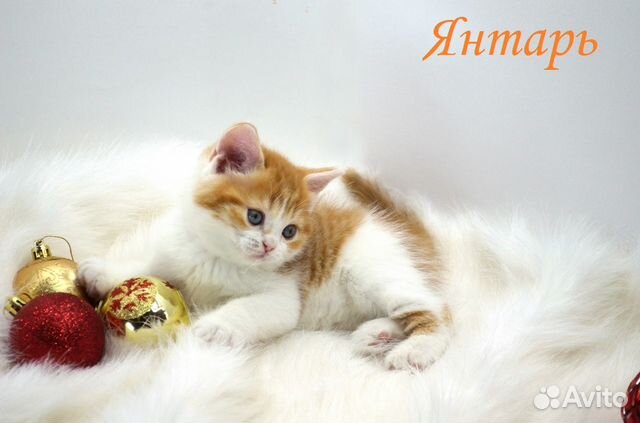 Рыже-белый котик Янтарь