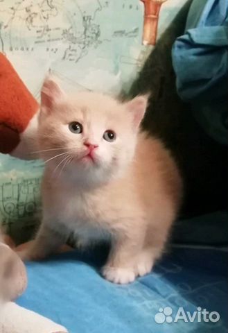 Котенок персикового цвета