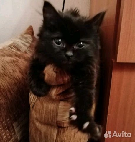 Котенок (кошка)