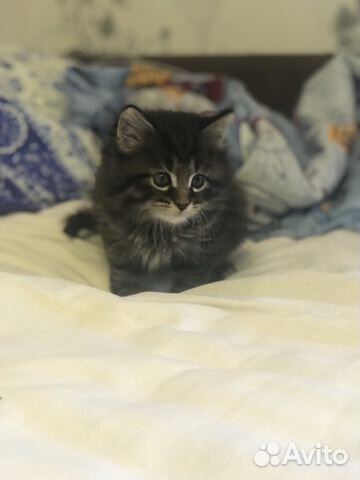 Мейнкун 1 мес