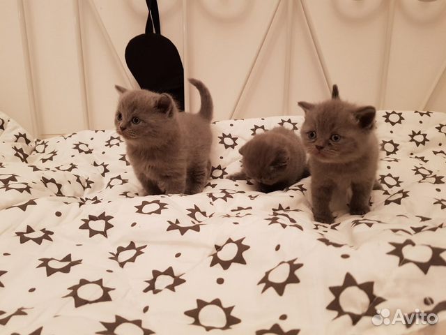 Британский котенок (котик) от здоровых родителей