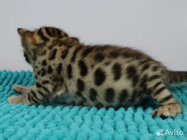 Золотая бенгальская девочка