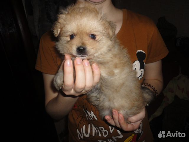 Шпицик соболек