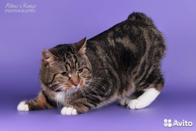 Котята рысята 2 месяца