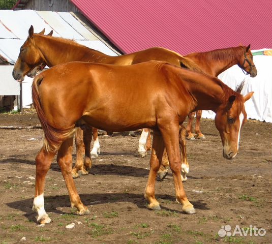 Лошадь жеребчик