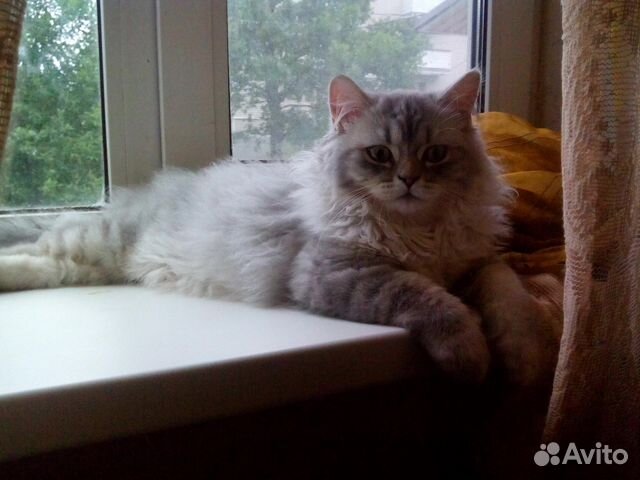 Кот Елисей шотландец