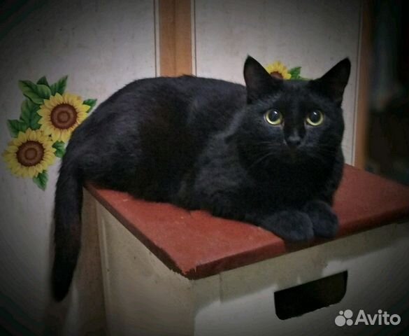 Мартышка в добрые руки