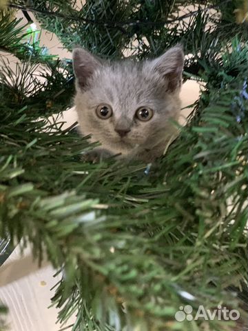 Новогодний подарок