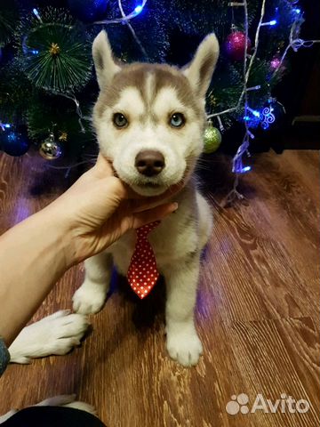 Сибирский хаски