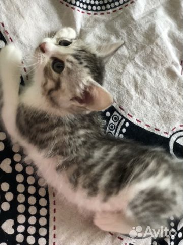 Котёнок в дар, полу Мейн кун полу британец