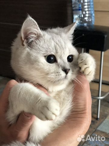 Серебристая шиншилла