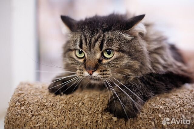 Молодая пушистая кошечка Варвара