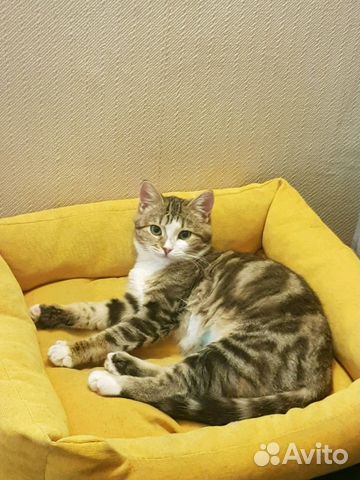 Котенок девочка 5мес метиска шотланки привита стер