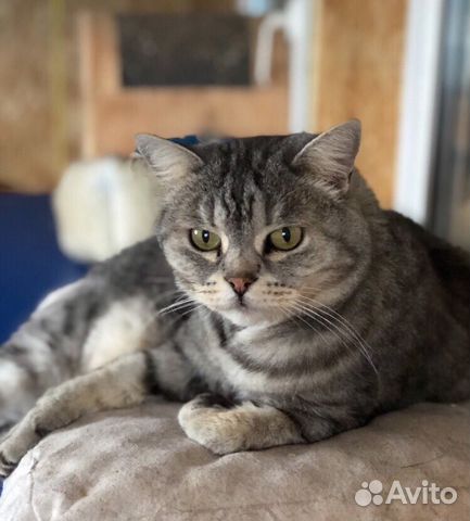 Кот