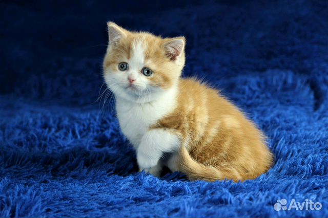 Шотландский котик
