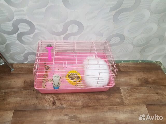 Кролик в хорошие руки