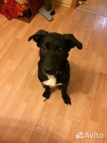 Отдам в хорошие руки щенка