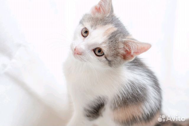 Кошечка 2 месяца