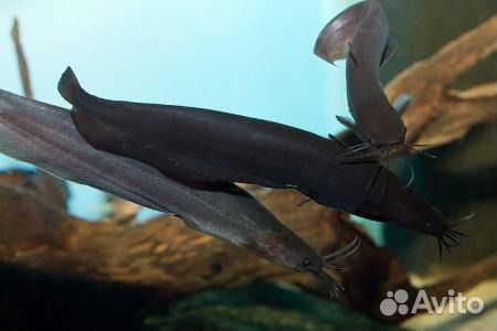 Мешкожаберный сом