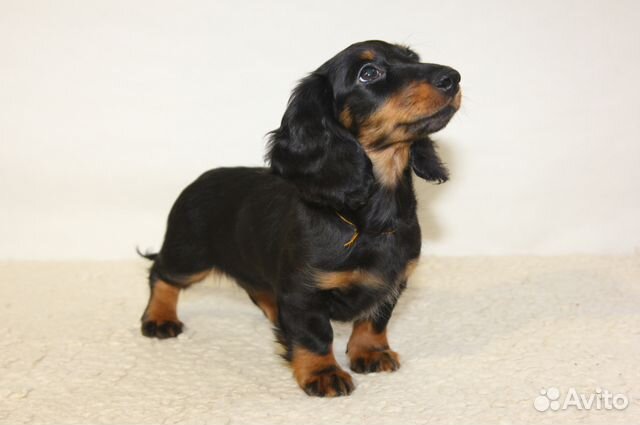 Длинношерстные девочки кроличьи\мини